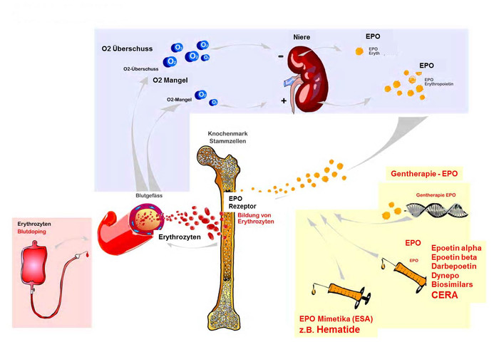 EPO (Erythropoietin) - Institut für Biochemie, Deutsche Sporthochschule ...